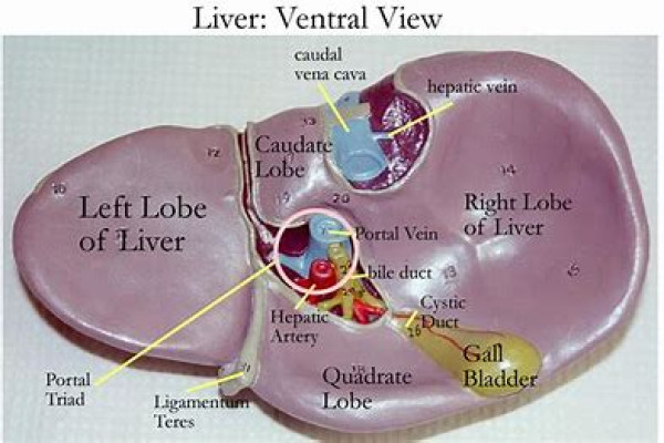 FICAT ȘI VIZICA BILIARĂ